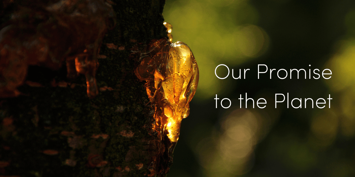 Our Promise to the Planet